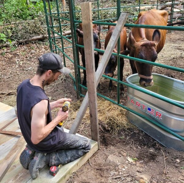30 BASIC & IMPORTANT REMINDERS FOR NEW DAIRY COW OWNERS - A Lovely ...