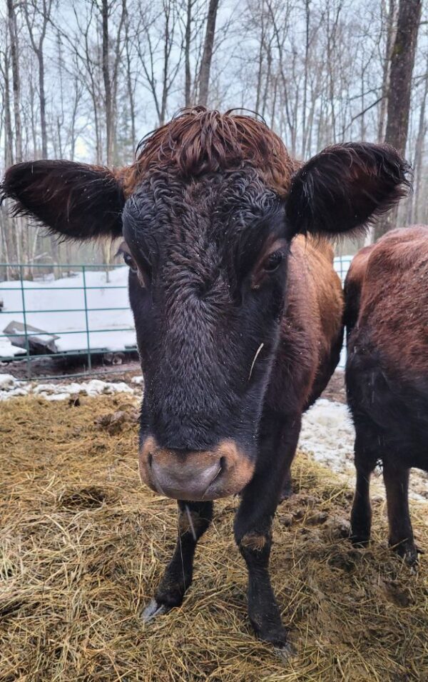 30 BASIC & IMPORTANT REMINDERS FOR NEW DAIRY COW OWNERS - A Lovely ...
