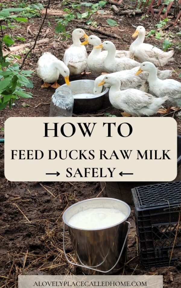 HOW TO FEED DUCKS RAW MILK SAFELY - A Lovely Place Called Home